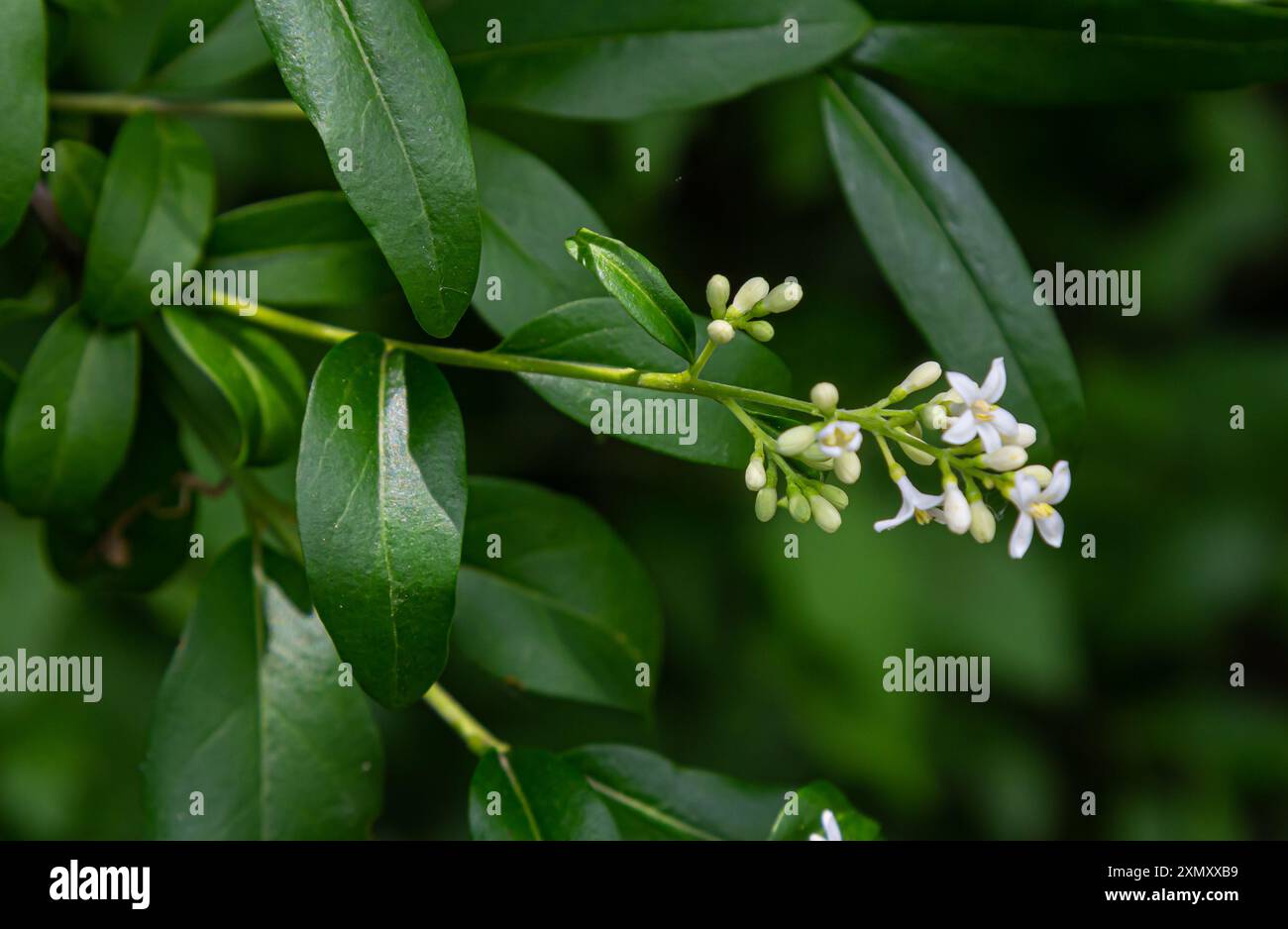 The blossoming bush a privet ordinary Ligustrum vulgare Stock Photo - Alamy
