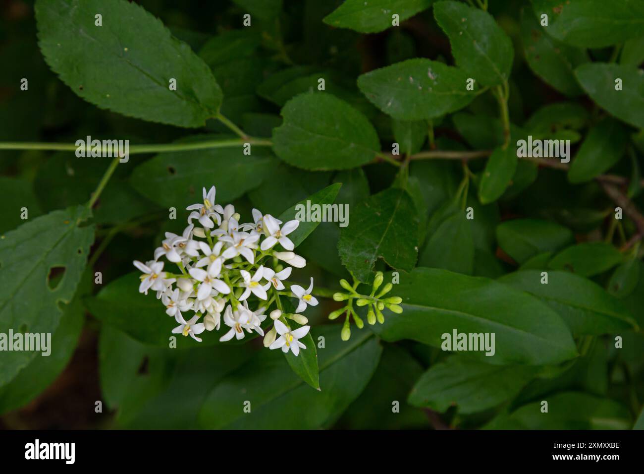 The blossoming bush a privet ordinary Ligustrum vulgare Stock Photo - Alamy