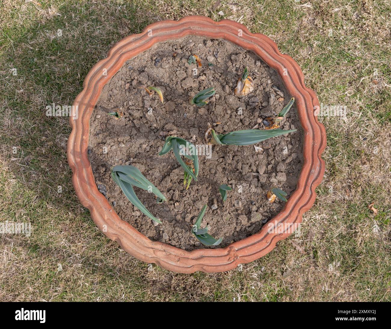G1 Garlic Plants Growing in Terracotta Pot. Top view Stock Photo - Alamy