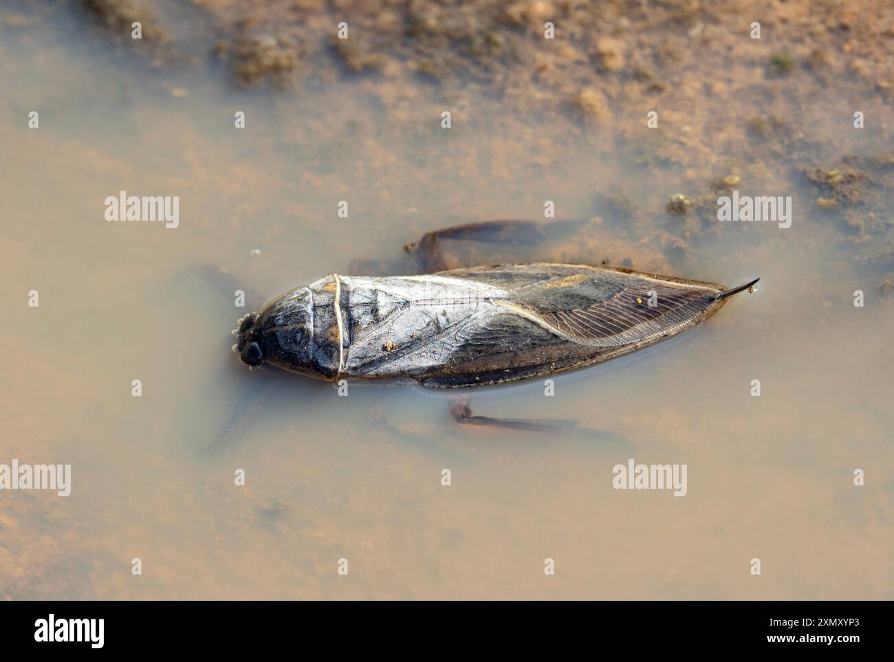 The Wrestling Water Bug is actually a predatory bug that flies well and ...