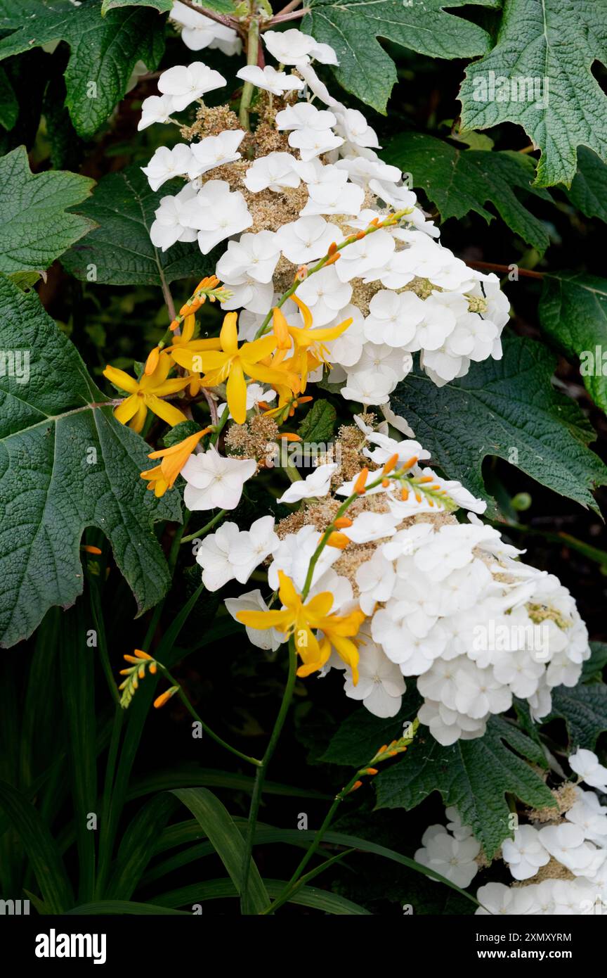 Hydrangea Quercifolia Snow Queen, Oak-leaf, Hydrangea, Hydrangeaceae ...