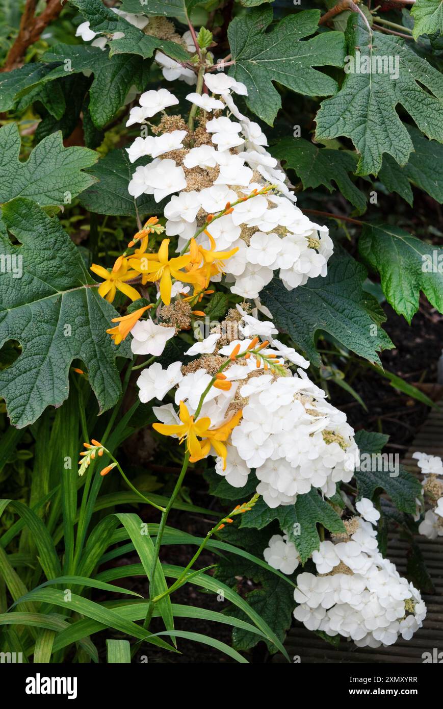 Hydrangea Quercifolia Snow Queen, Oak-leaf, Hydrangea, Hydrangeaceae ...