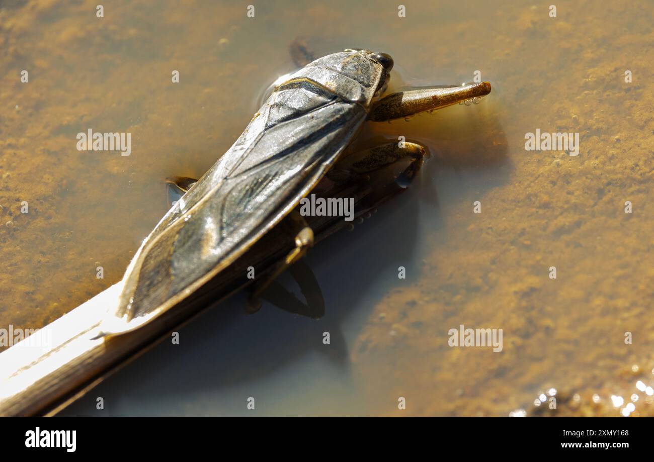 The Wrestling Water Bug is actually a predatory bug that flies well and ...