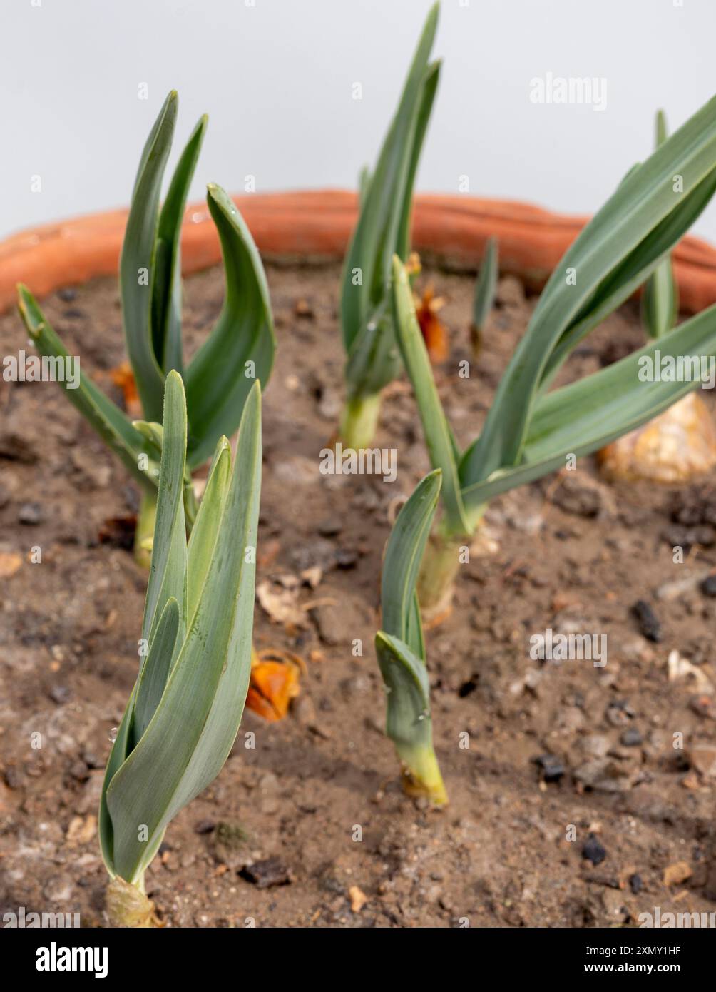 Growing garlic container hi-res stock photography and images - Alamy