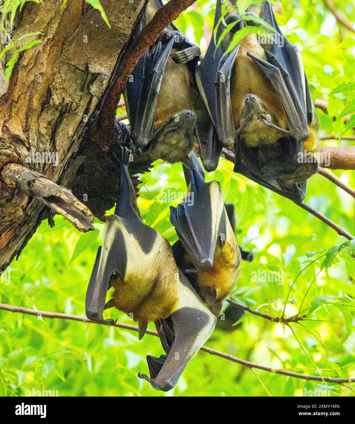 In the New Year large numbers of Flying Fox migrate to the mainland to ...