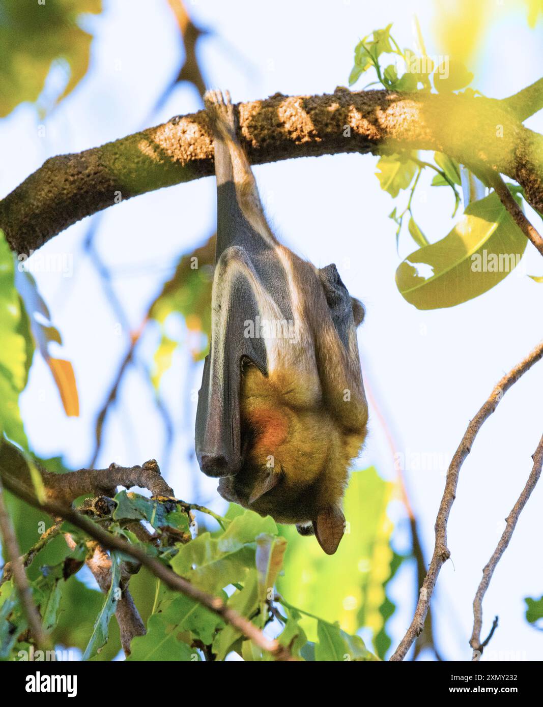 Heat bats hi-res stock photography and images - Alamy