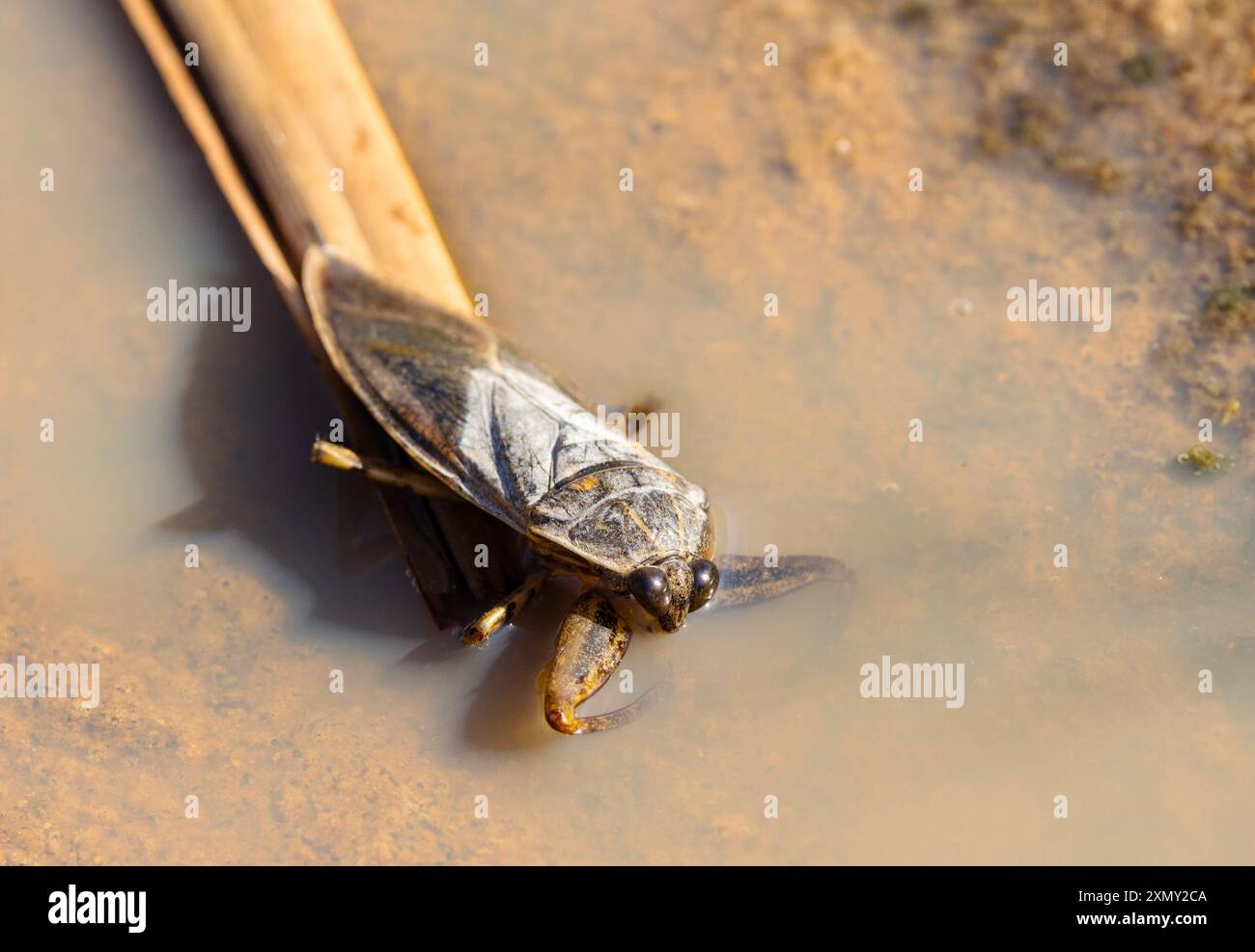 The Wrestling Water Bug is actually a predatory bug that flies well and ...