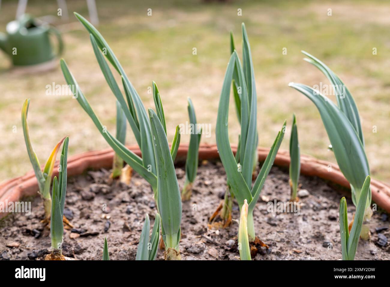 Garlic plants hi-res stock photography and images - Alamy