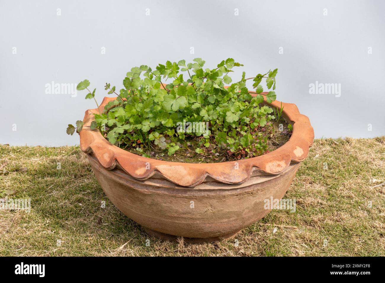 Fresh coriander growing in a clay pot in the garden Stock Photo - Alamy