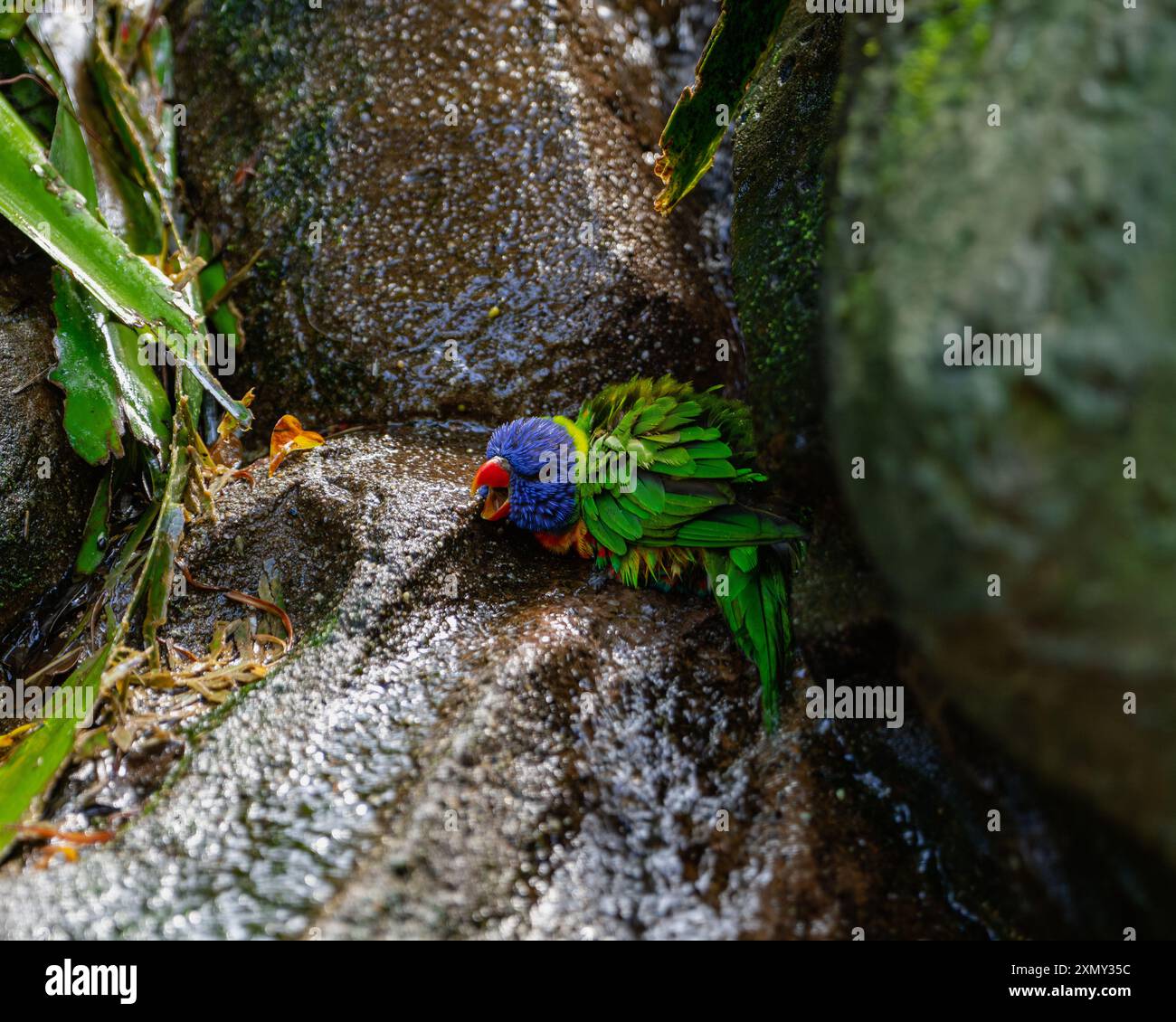 A Rainbow Lorikeet Parrot standing on a Rock and taking a bath Stock ...