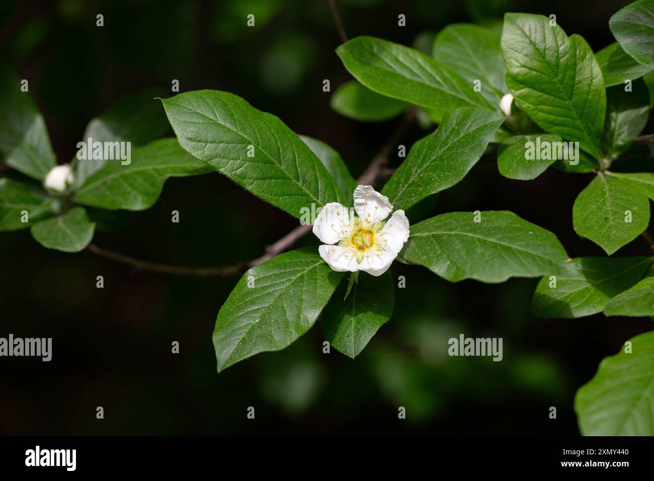 white flowers and leaves of the Japanese loquat tree, eriobotrya ...