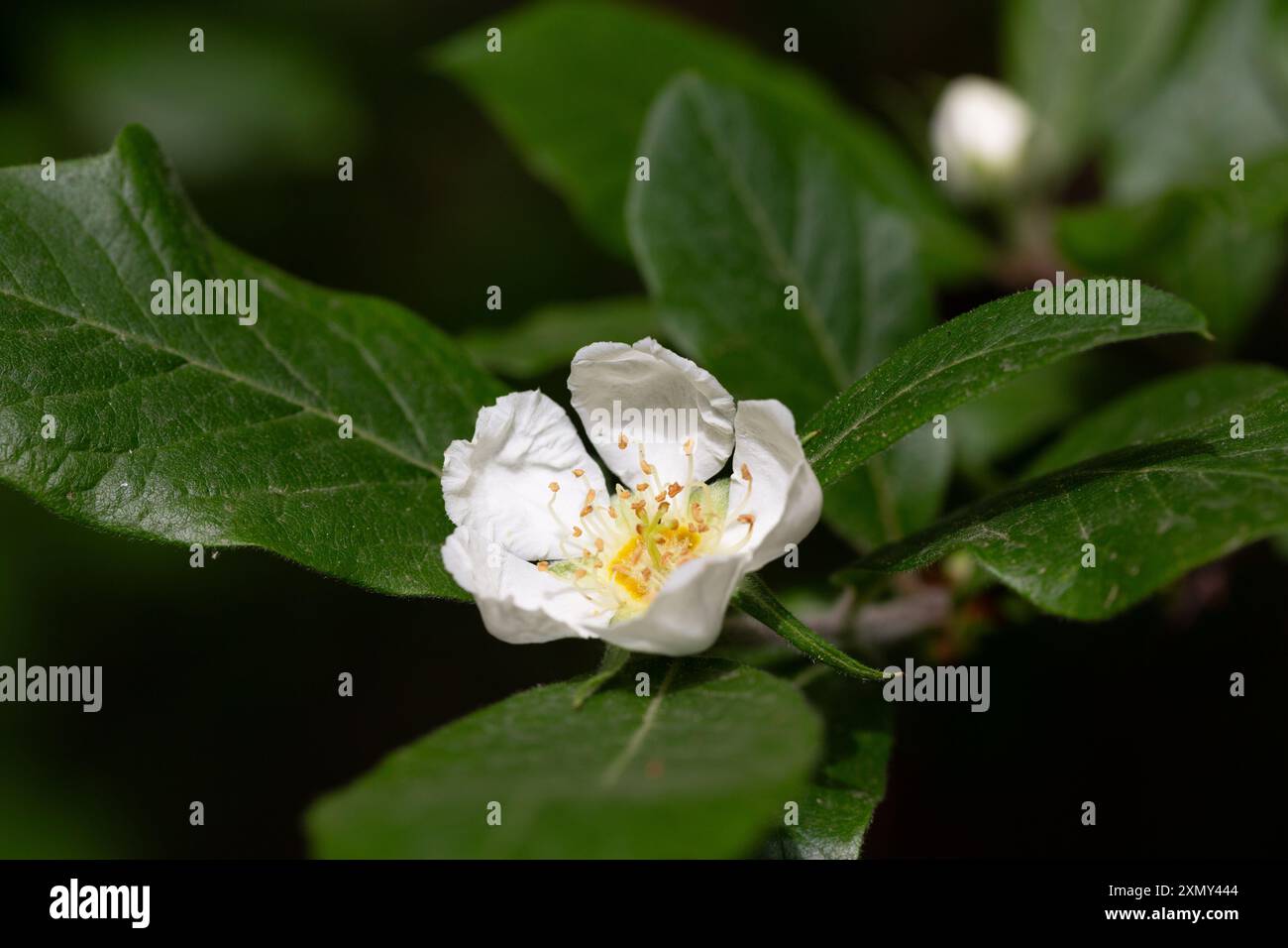 white flowers and leaves of the Japanese loquat tree, eriobotrya ...