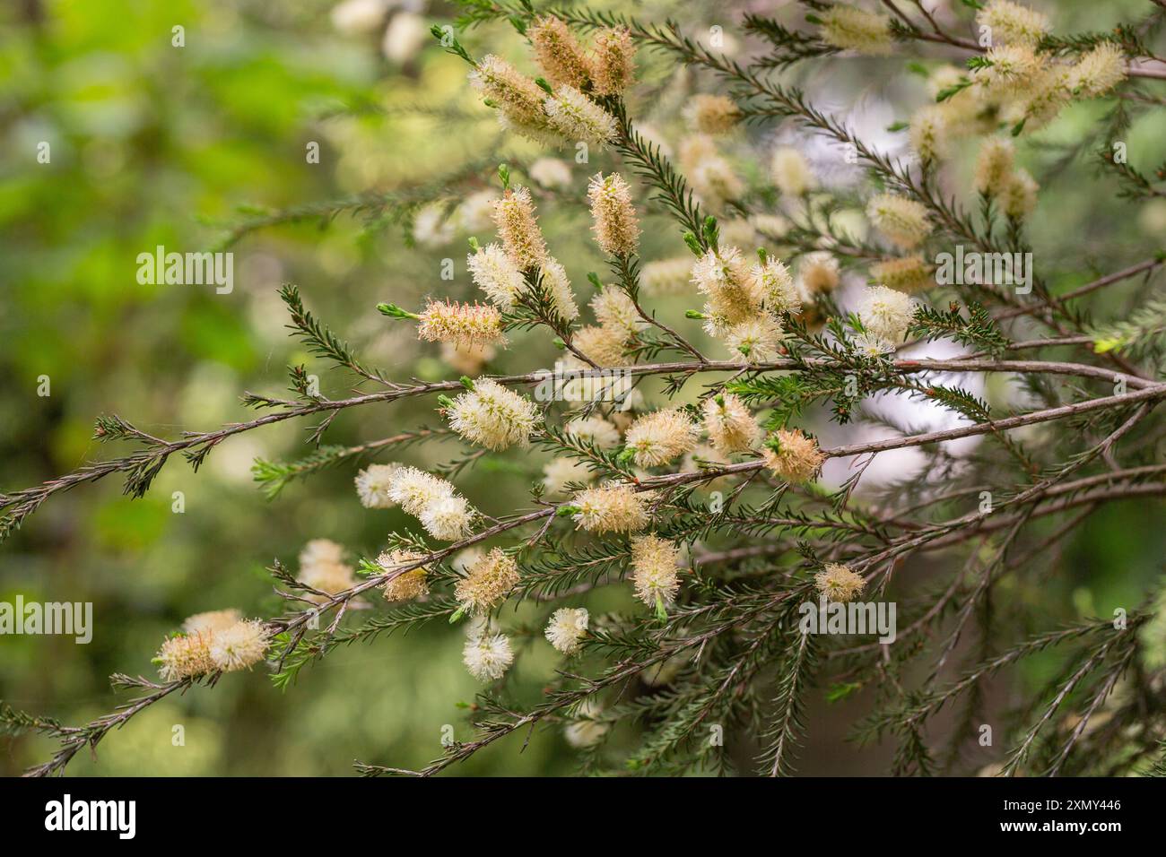 Australian native flowers wallpaper hi-res stock photography and images ...