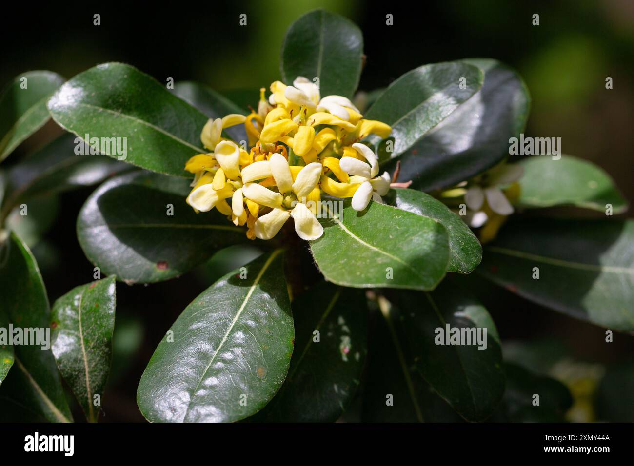 the flowering plant Pittosporum tobira, the Japanese pittosporum or ...
