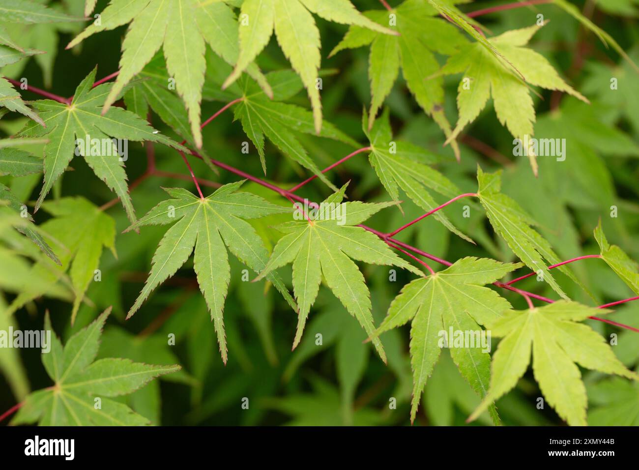 Seiryu Japanese Maple close up - Latin name - Acer palmatum Seiryu ...