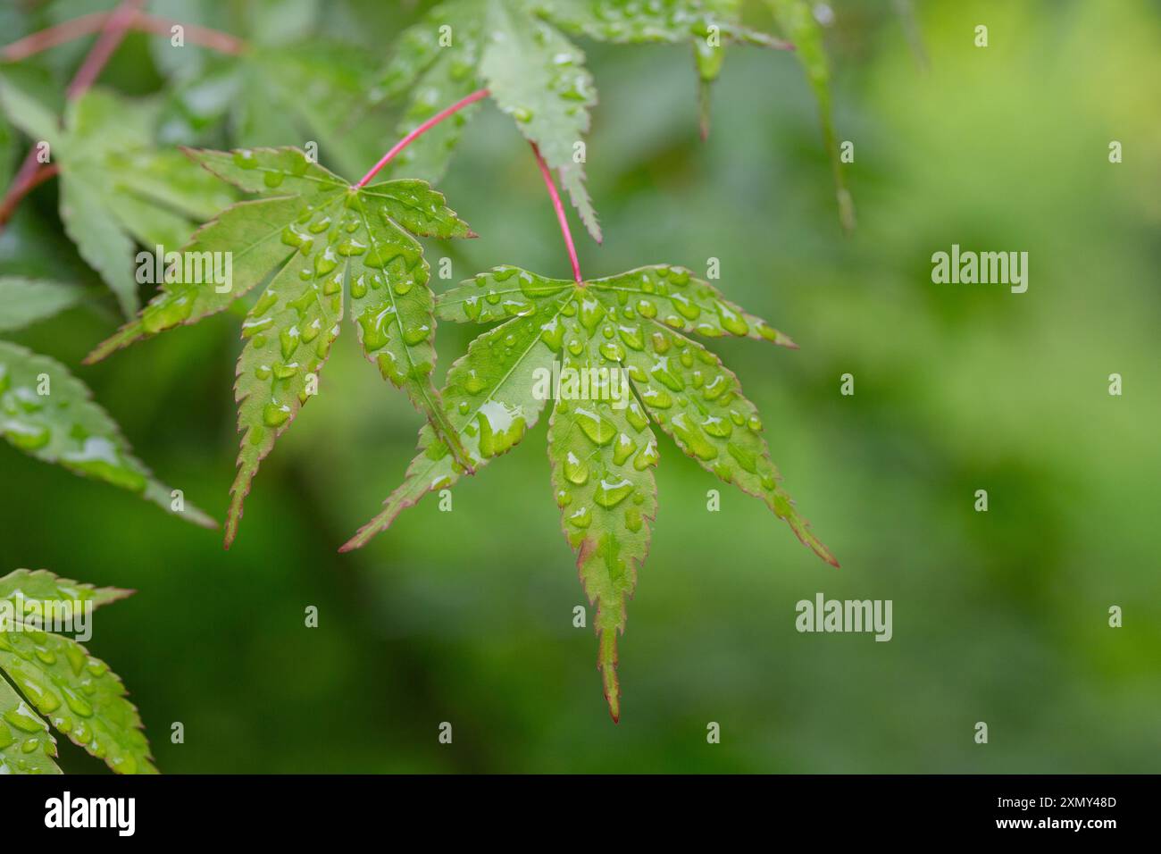 Seiryu Japanese Maple close up - Latin name - Acer palmatum Seiryu ...