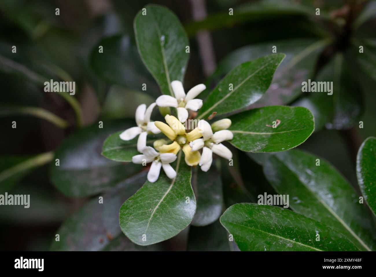 the flowering plant Pittosporum tobira, the Japanese pittosporum or ...