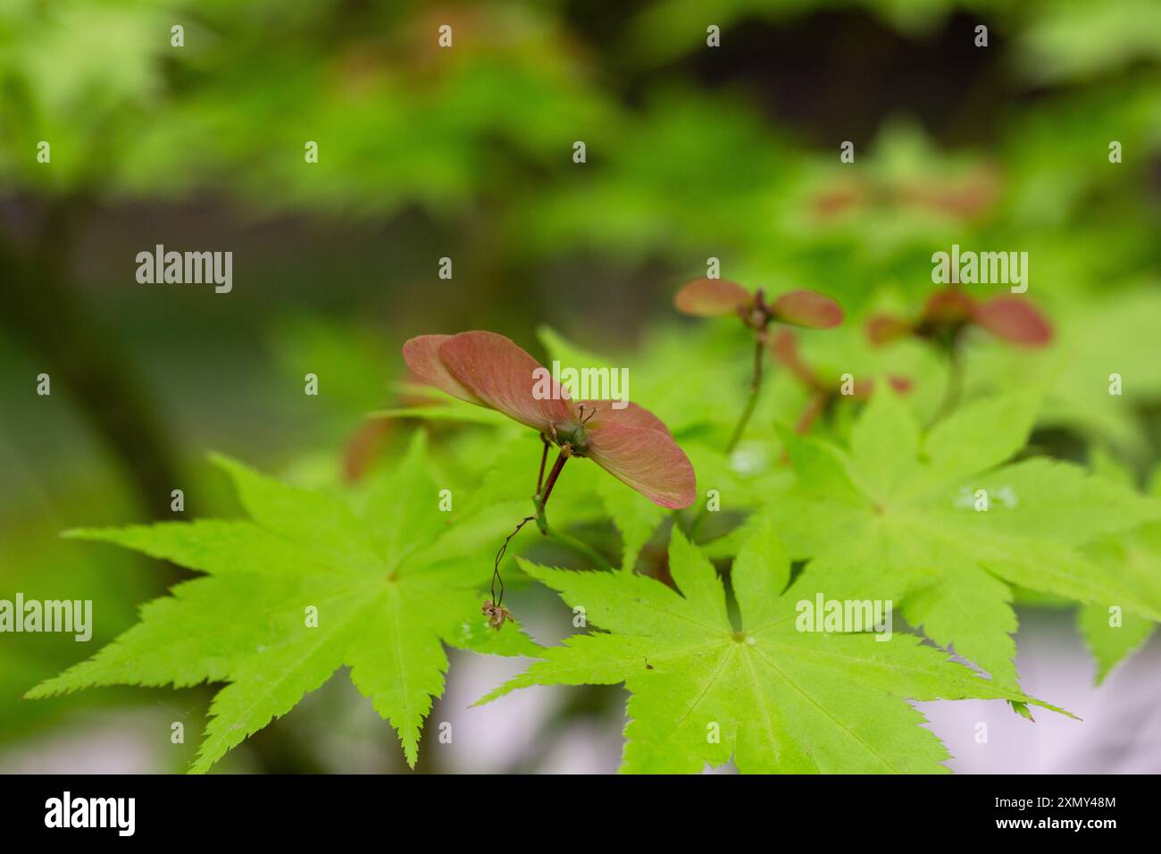 Seiryu Japanese Maple - Latin name - Acer palmatum Seiryu, natural ...