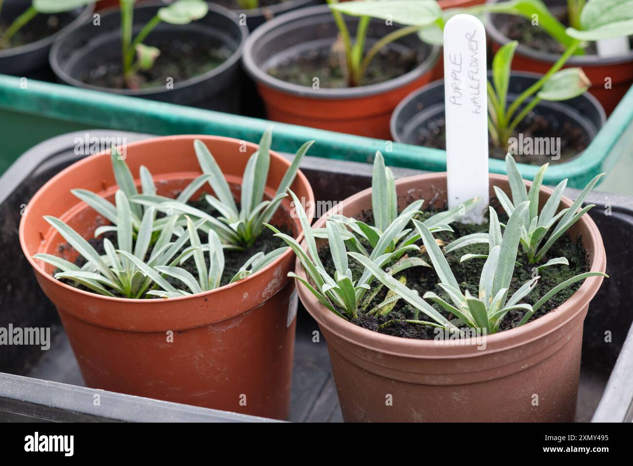 Purple Wallflower seedings growing in plastic plant pots in a garden ...