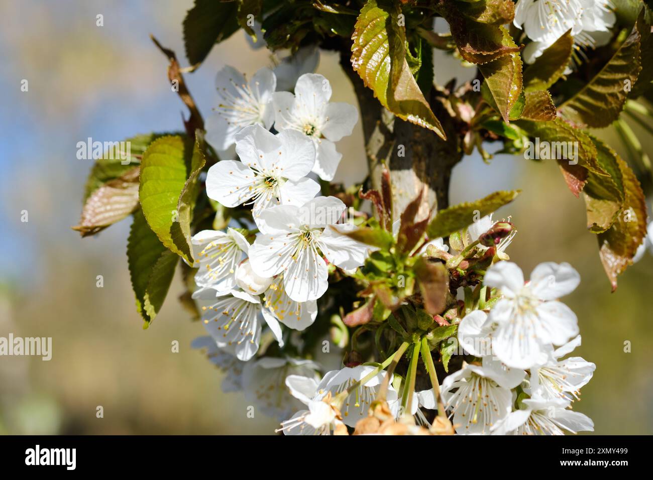 White petal blossom of a flowering cherry tree growing in an English ...