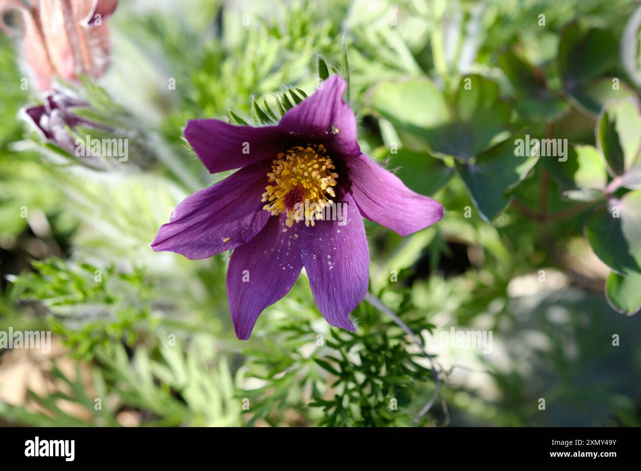 Purple pulsatilla flowers in evening summer sunlight, growing in a ...