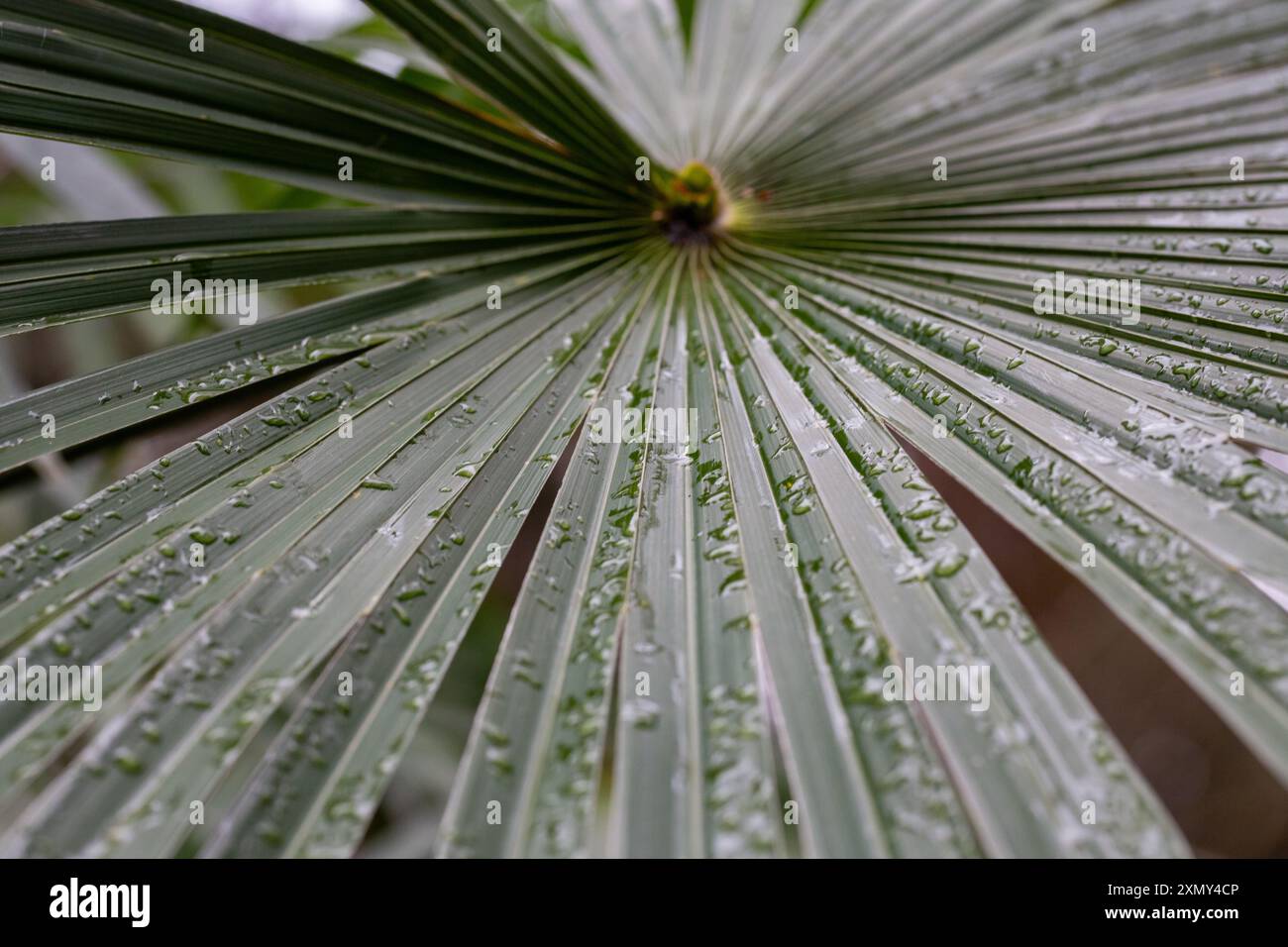 Chamaerops humilis Palm native to the Iberian peninsula. Palm leaves in ...
