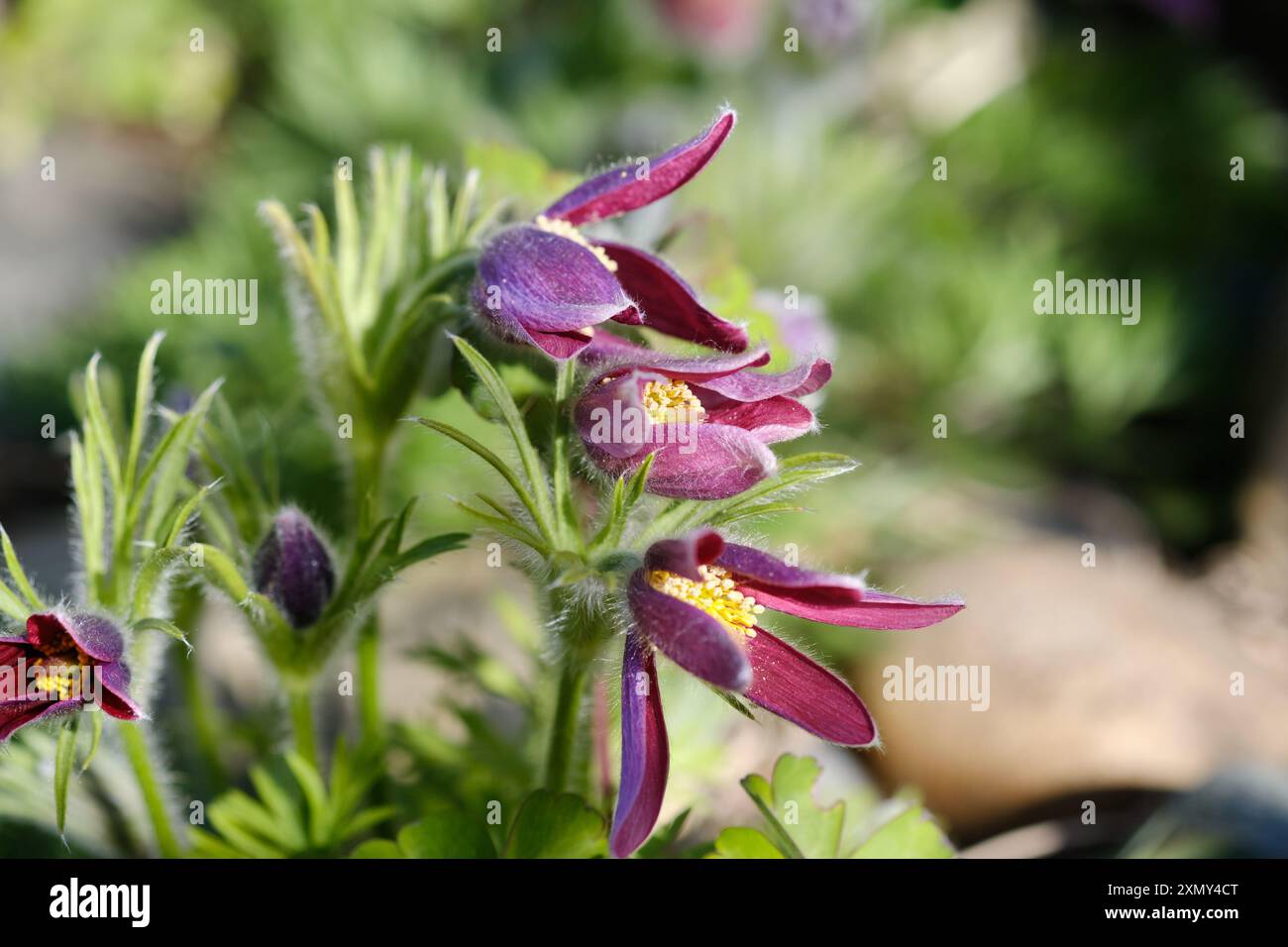 Purple pulsatilla flowers in evening summer sunlight, growing in a ...