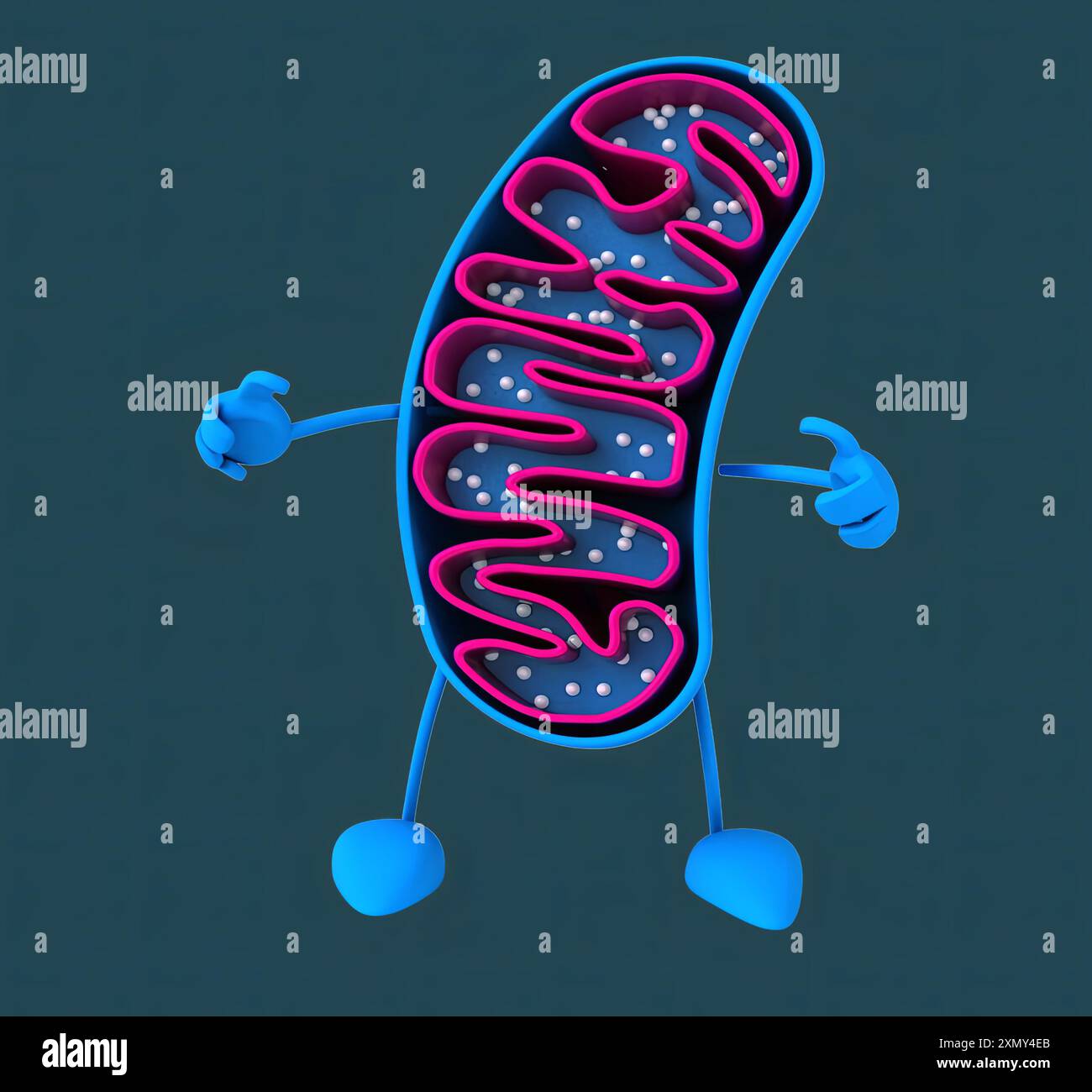 Citric acid cycle krebs cycle hi-res stock photography and images - Alamy