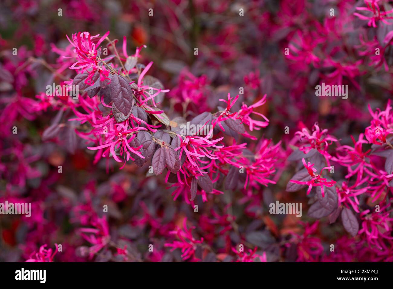 Botanical collection, pink flowers of Loropetalum chinense Black Pearl ...