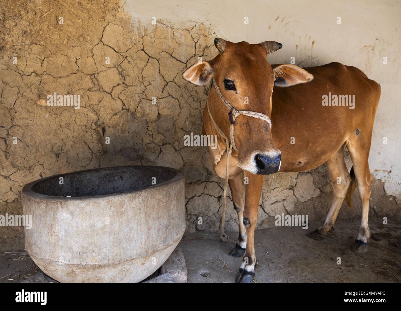 Cow cattle livestock bangladesh hi-res stock photography and images - Alamy
