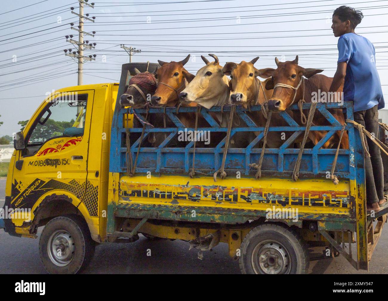 Man transporting cows hi-res stock photography and images - Alamy