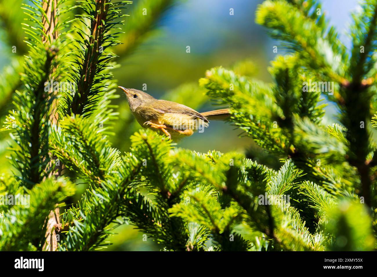 Yellow-bellied bush warbler perched in a tree in the Taiwan forest ...