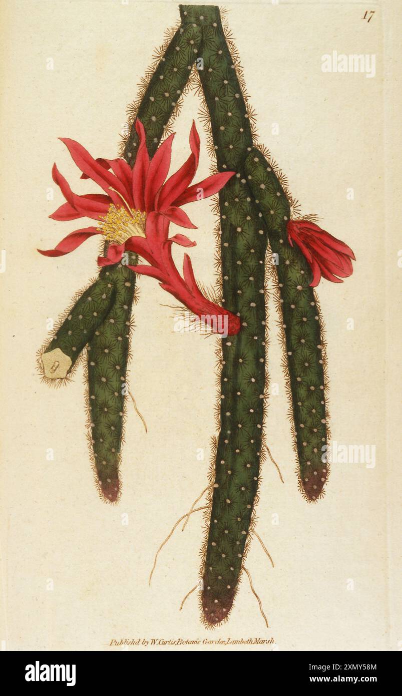 The history of plants hi-res stock photography and images - Alamy