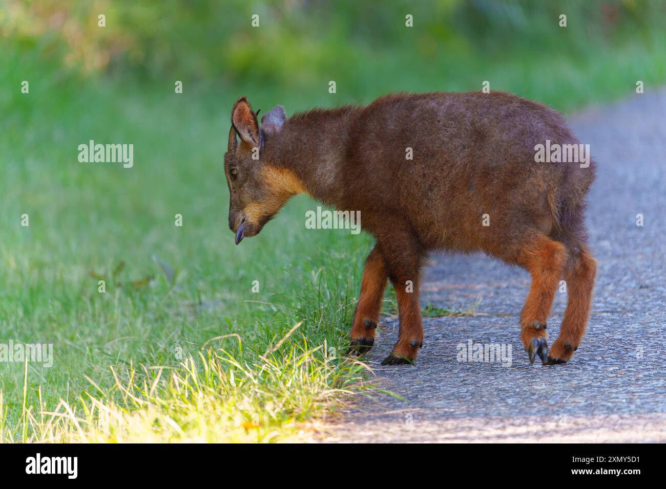 Serow hi-res stock photography and images - Alamy