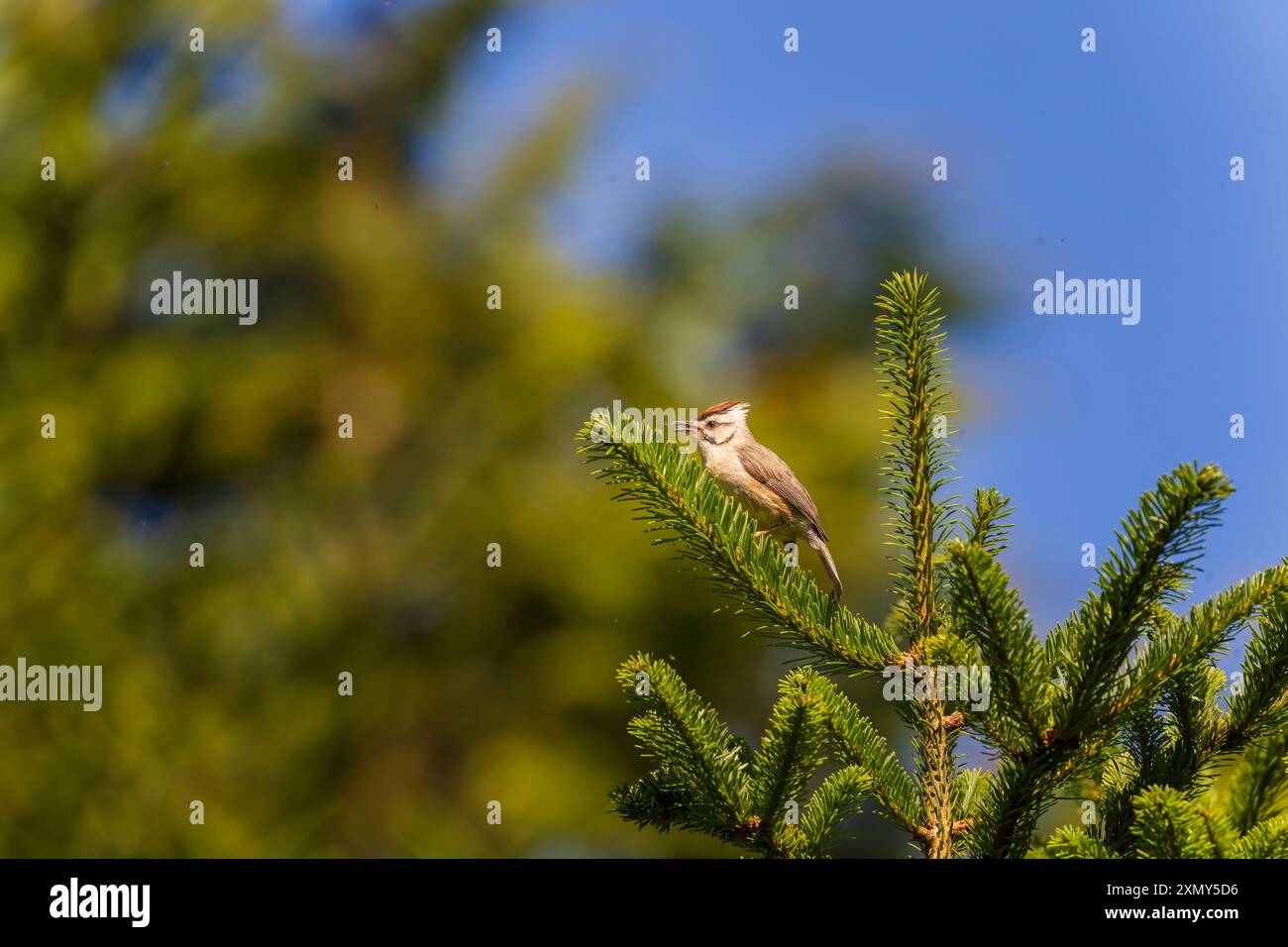 Taiwan yuhina endemic bird of Taiwan perched in a tree Stock Photo - Alamy