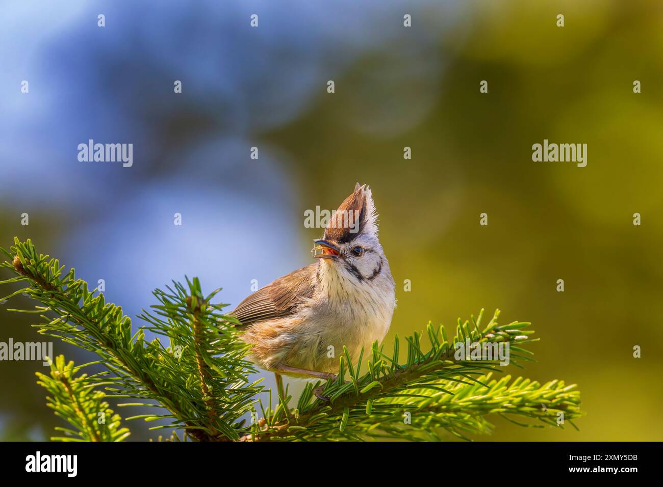 Taiwan yuhina endemic bird of Taiwan perched in a tree Stock Photo - Alamy