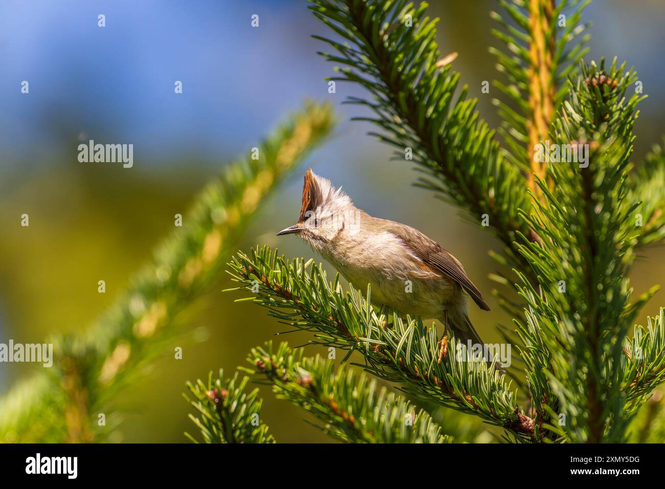 Endemic species of bird hi-res stock photography and images - Alamy