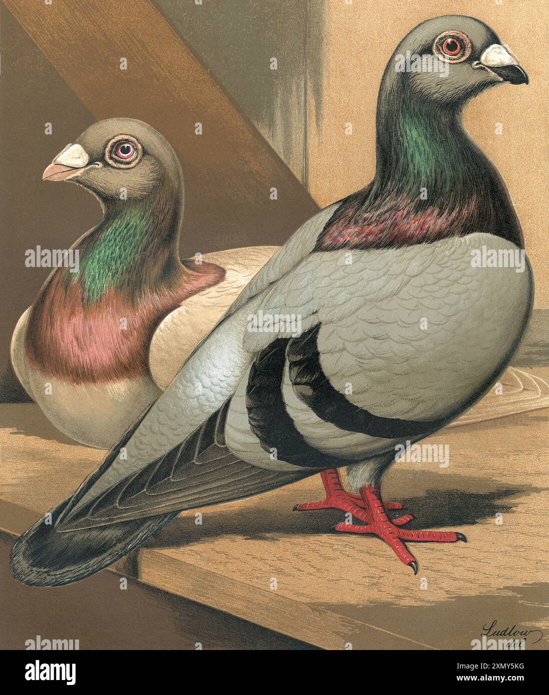 A portrait of a Silver and Blue Runt, which are breeds of fancy pigeon ...