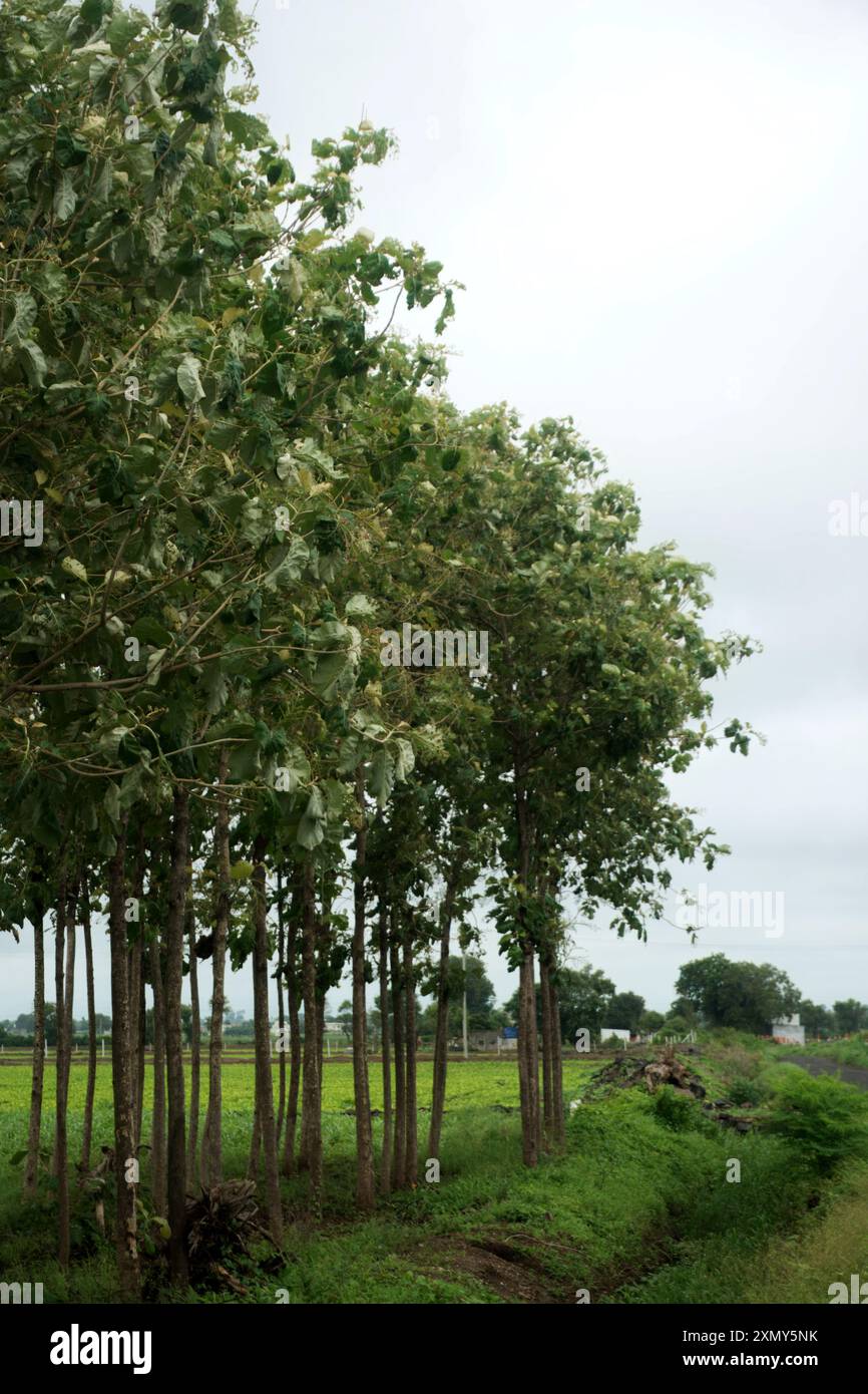 Peaceful pathway through group hi-res stock photography and images - Alamy