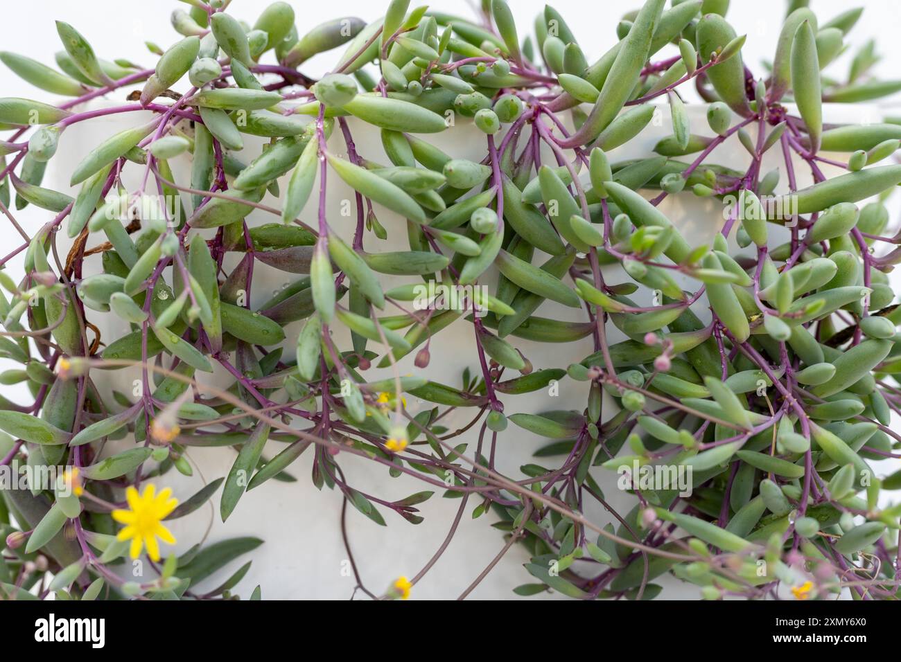 Crassothonna capensis hi-res stock photography and images - Alamy