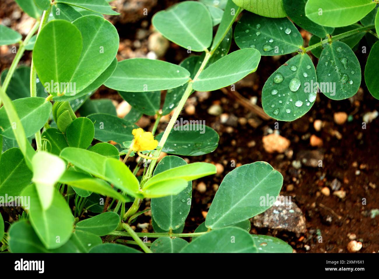 Explore the inherent beauty of agriculture through this detailed ...
