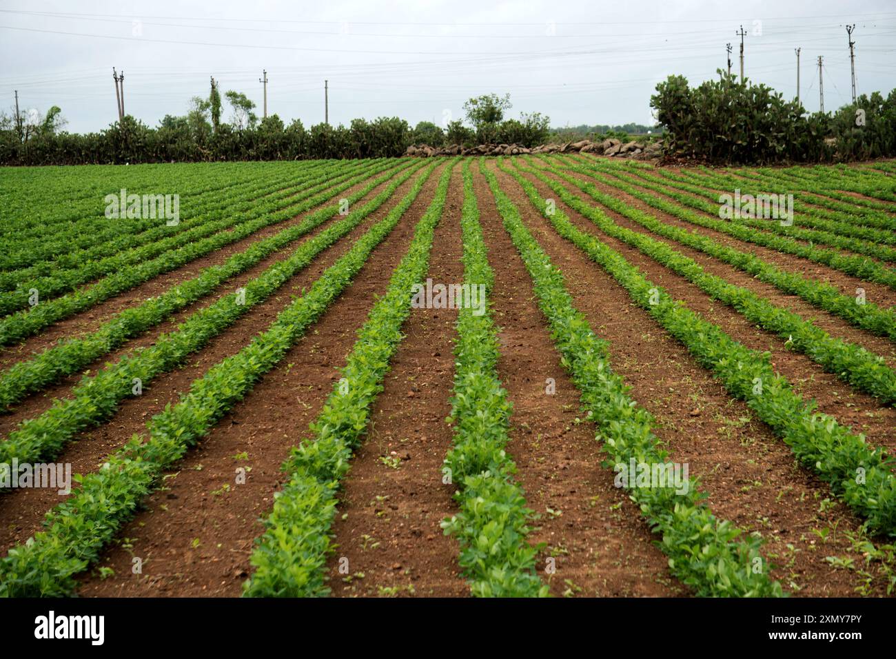 Peanut farm hi-res stock photography and images - Alamy