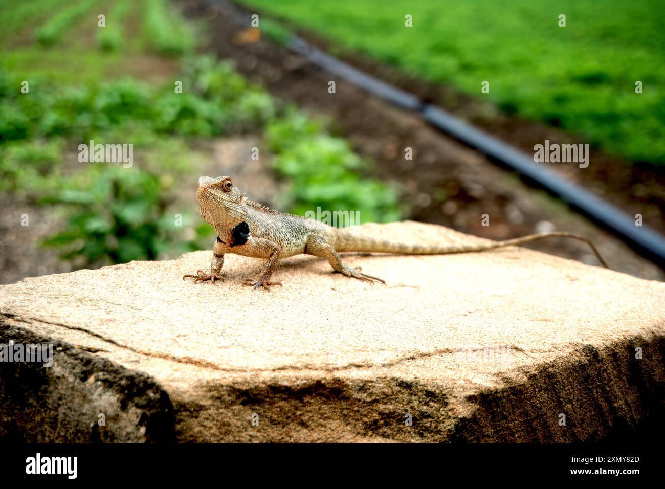 The watchful lizard rests on a heated rock, enjoying the warmth of the ...