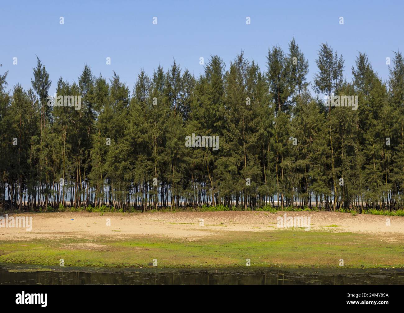 Trees on the beach, Chittagong Division, Ukhia, Bangladesh Stock Photo ...