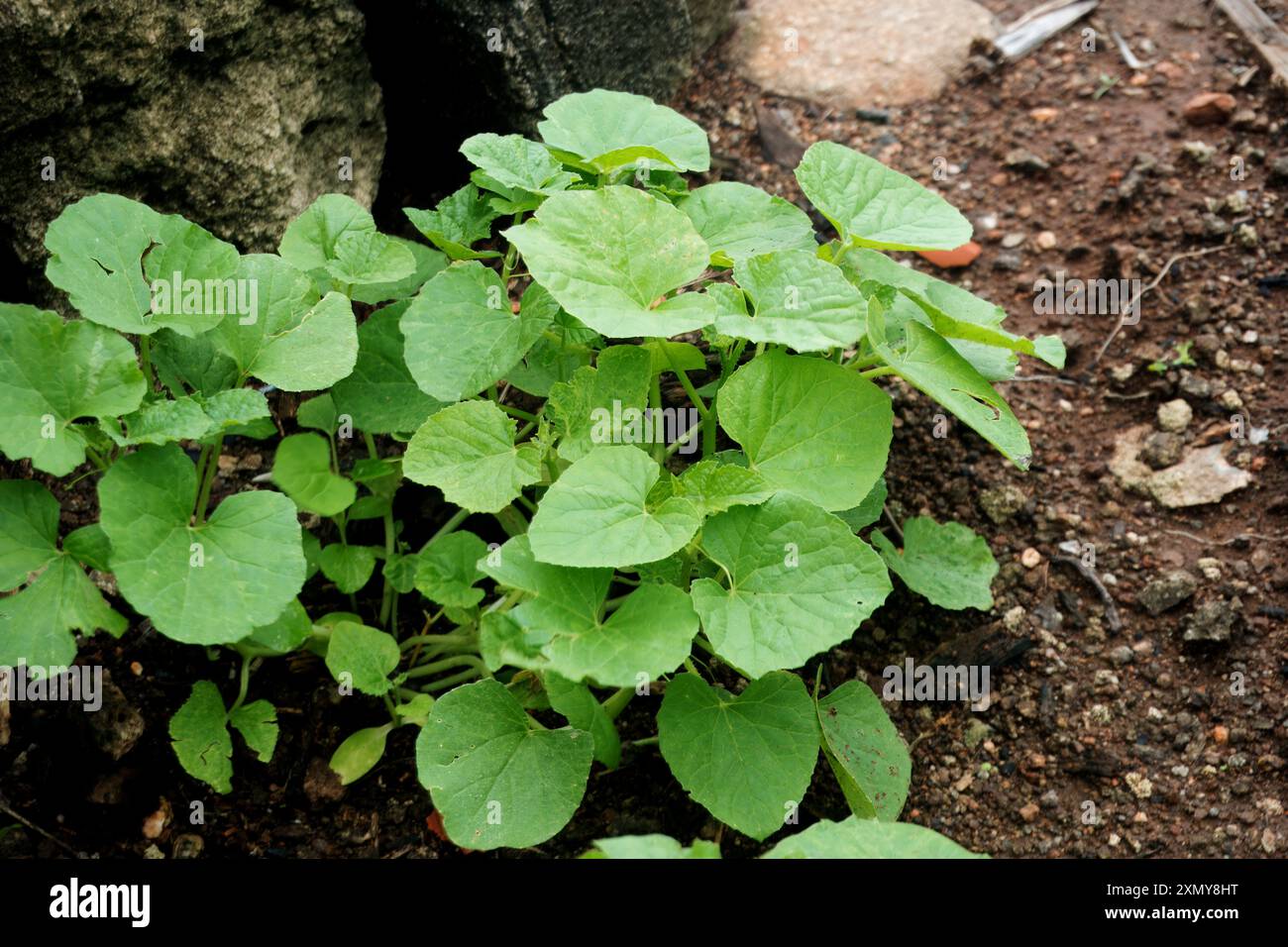 Submerge yourself in the core of agriculture with this up-close picture ...