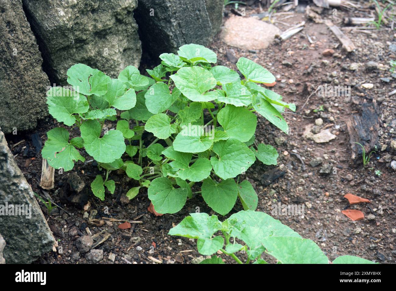 Plants earthy charm hi-res stock photography and images - Alamy