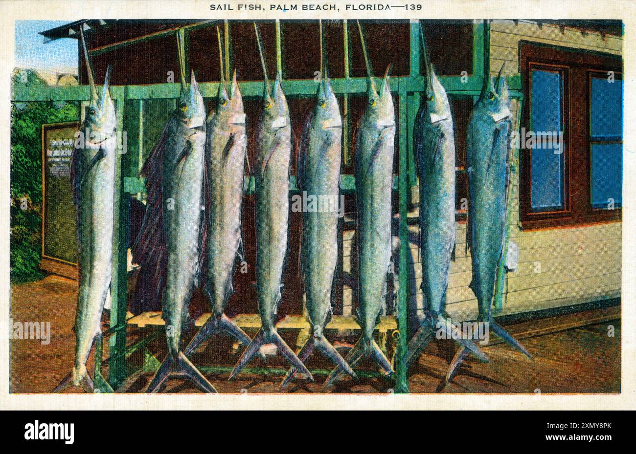 Sailfish, Palm Beach, Florida, USA Stock Photo - Alamy