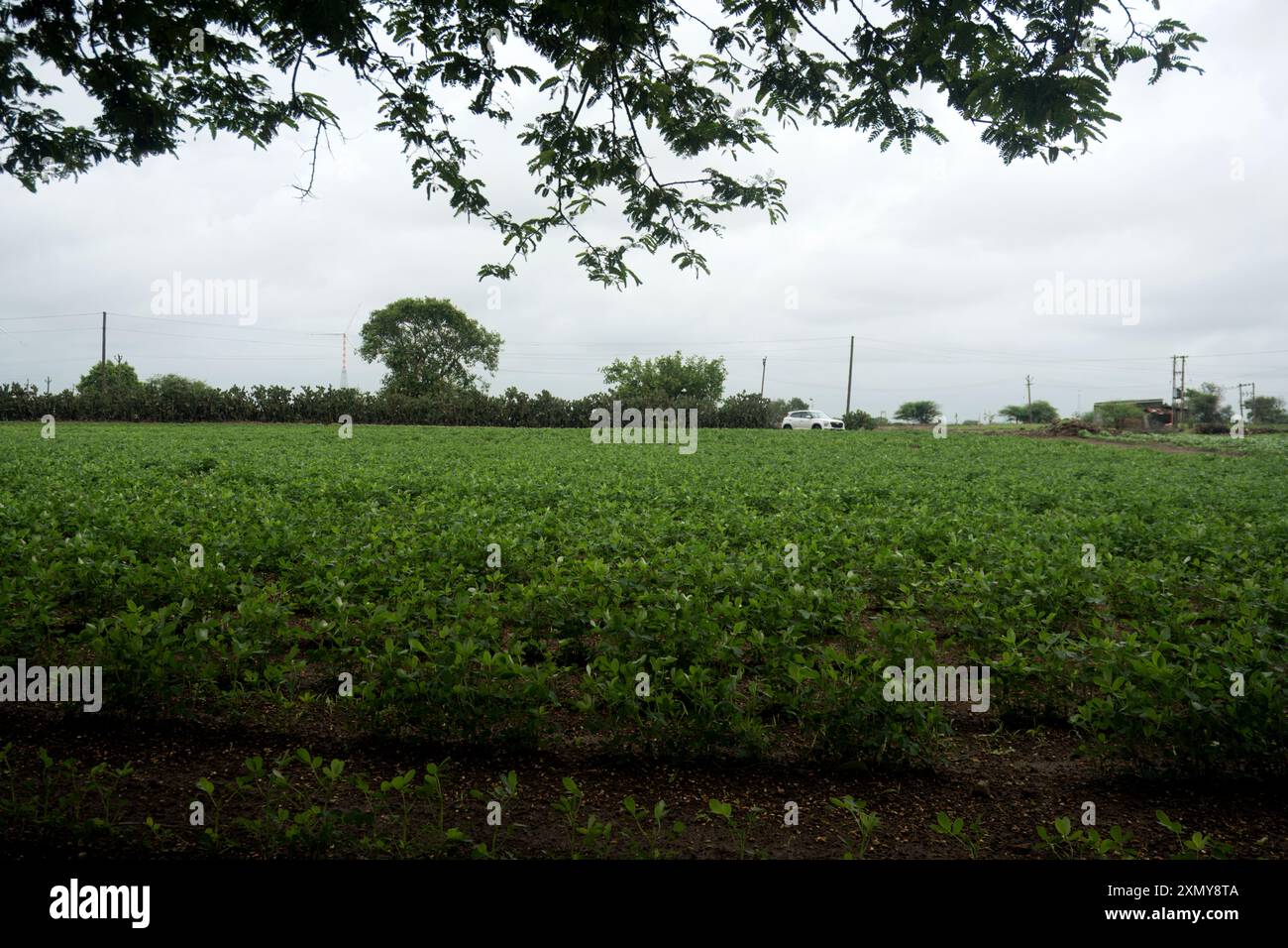 Leafy features hi-res stock photography and images - Alamy