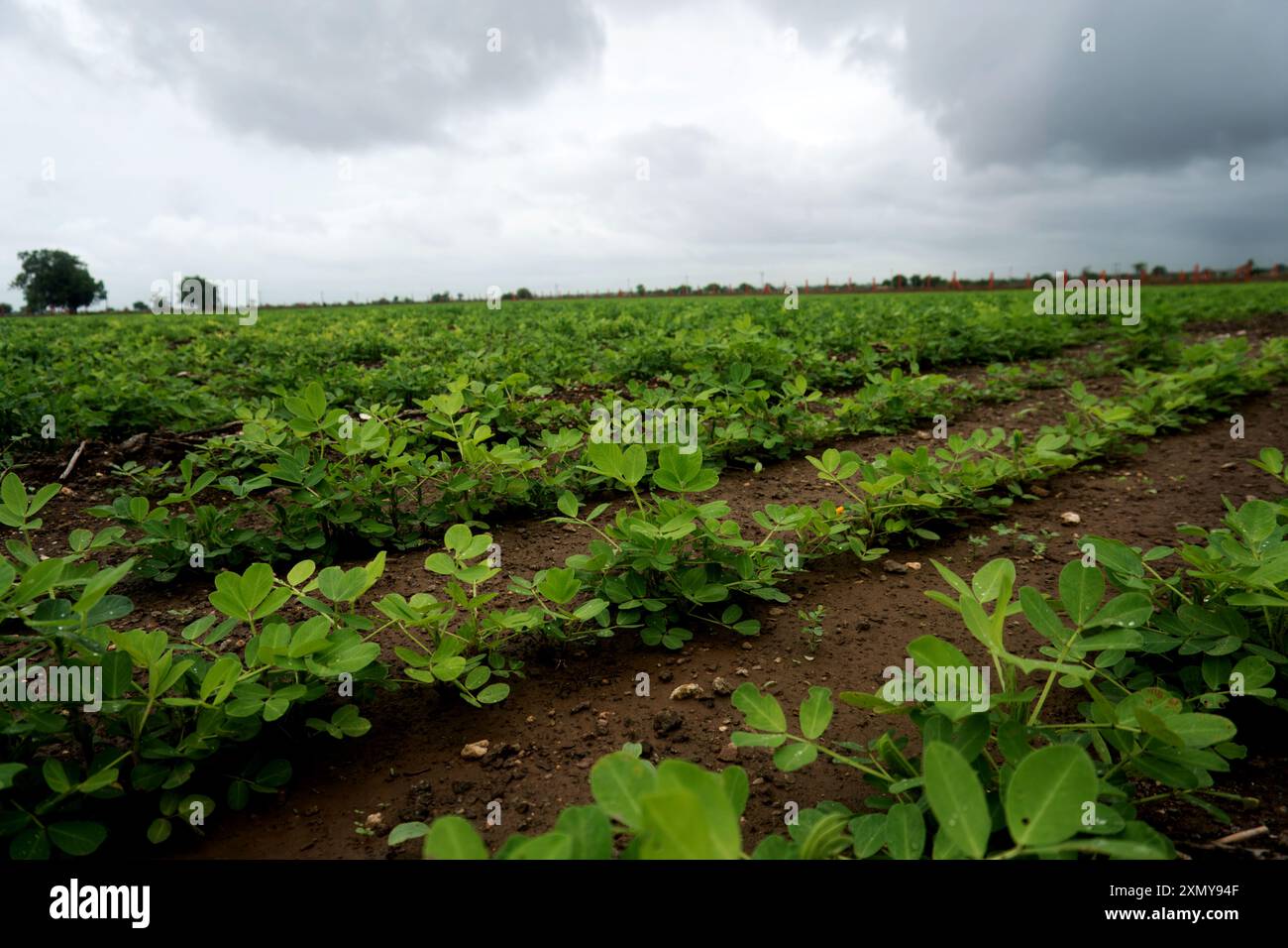 The vivid stock image showcases lush green groundnut crops extending ...