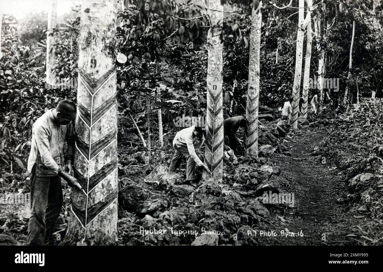 Tapping trees for rubber in Samoa Stock Photo - Alamy